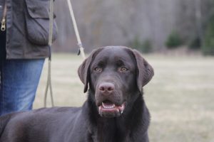 Labrador Retriever - Om rasen