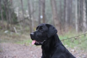 Labrador Retriever - Om rasen