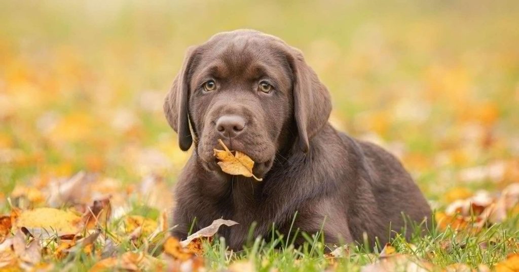 Valpar - Köpa labrador - Labradorklubben.se
